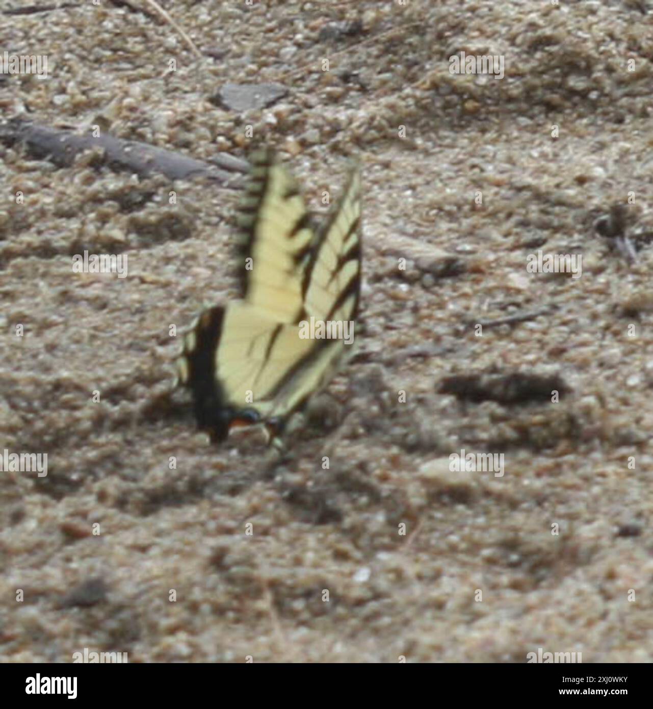 Tiger Swallowtails and Allies (Pterourus) Insecta Stock Photo - Alamy
