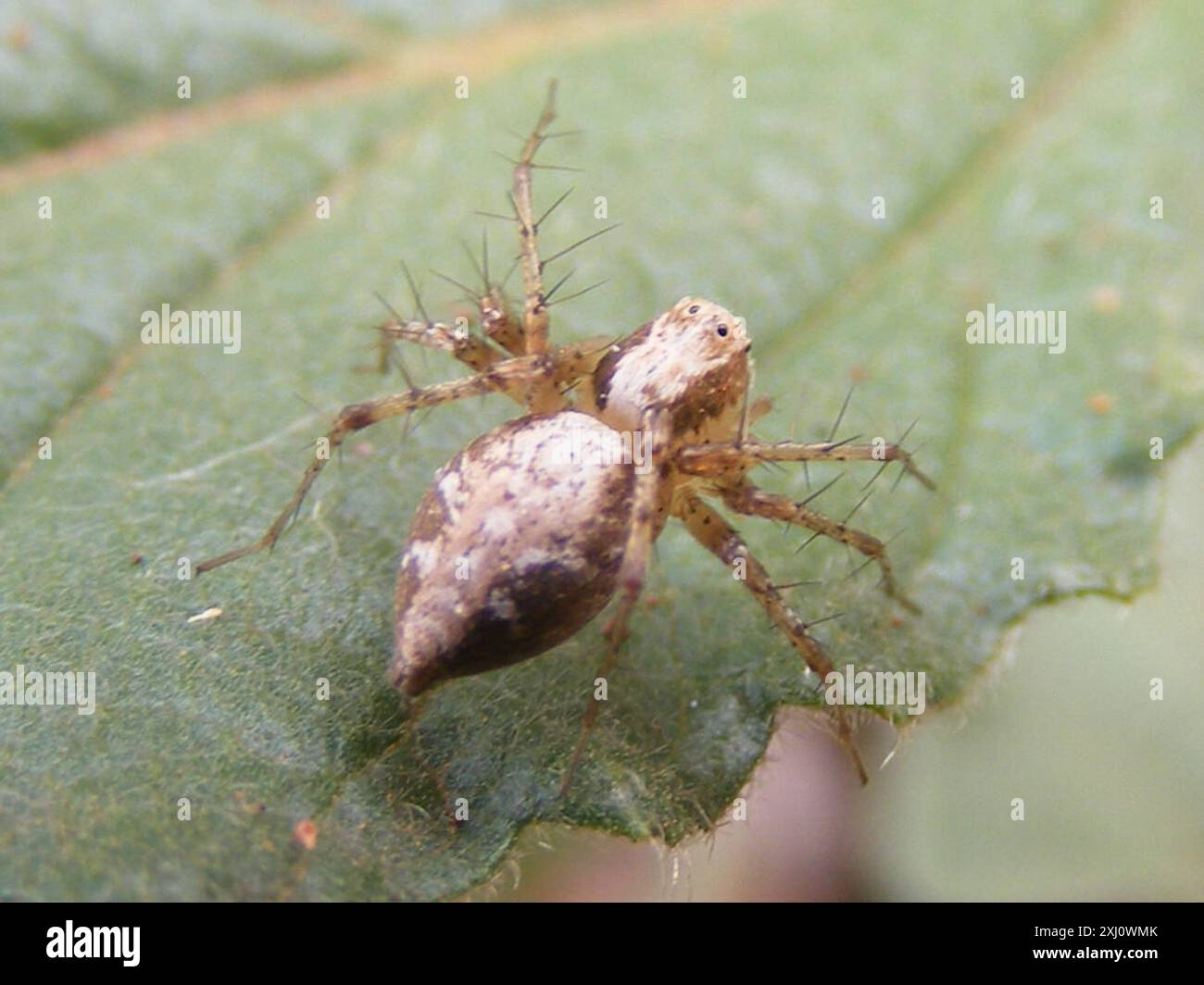 Scaly Head Lynx Spider (Oxyopes hoggi) Arachnida Stock Photo - Alamy