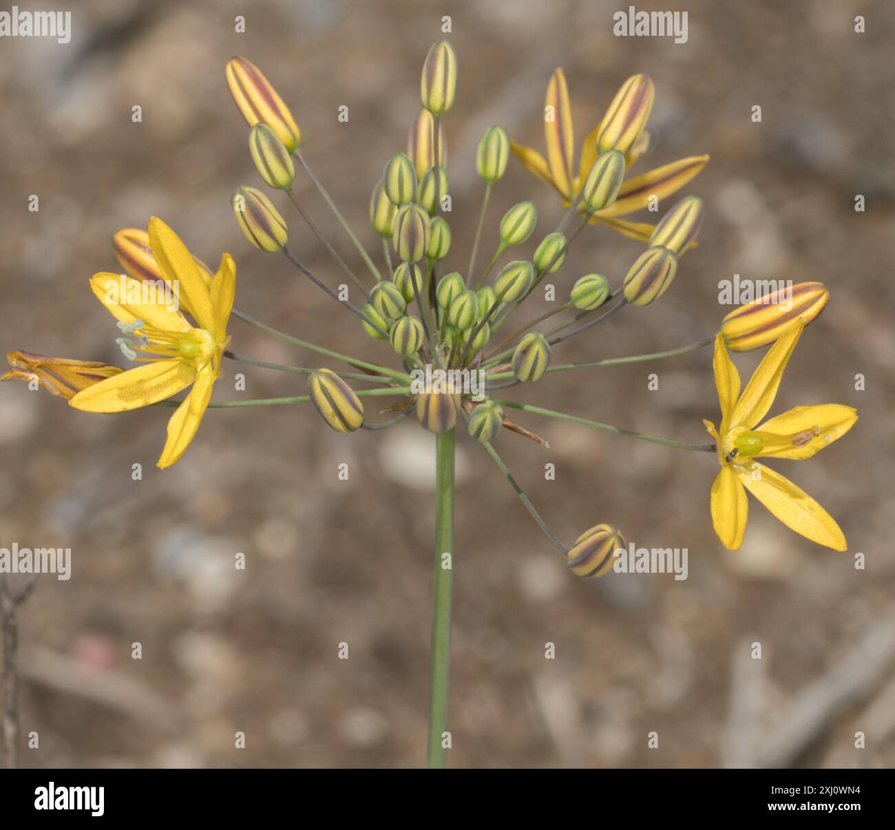 Goldenstar bloomeria crocea hi-res stock photography and images - Alamy