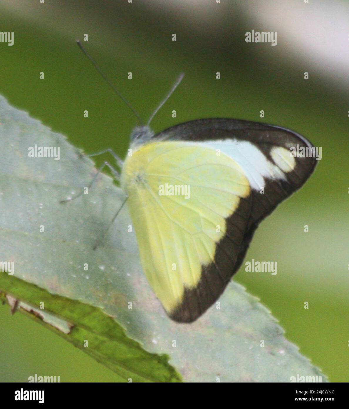Chocolate Albatross (Appias lyncida) Insecta Stock Photo - Alamy