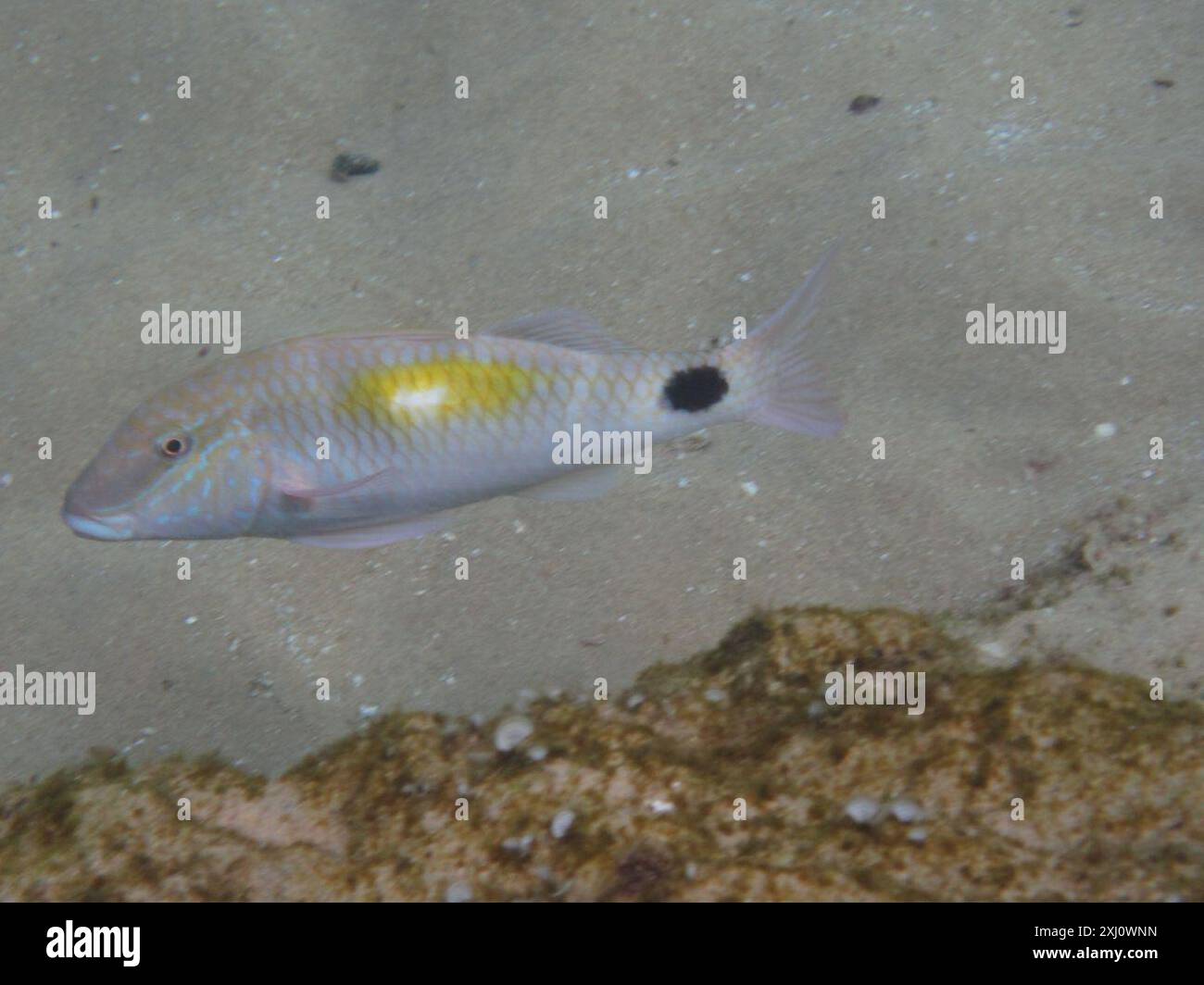 Yellowspot Goatfish (Parupeneus indicus) Actinopterygii Stock Photo - Alamy