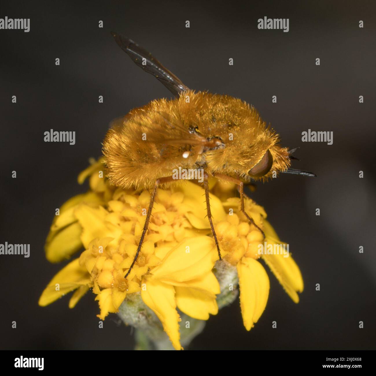 Bee Flies (Bombyliidae) Insecta Stock Photo - Alamy