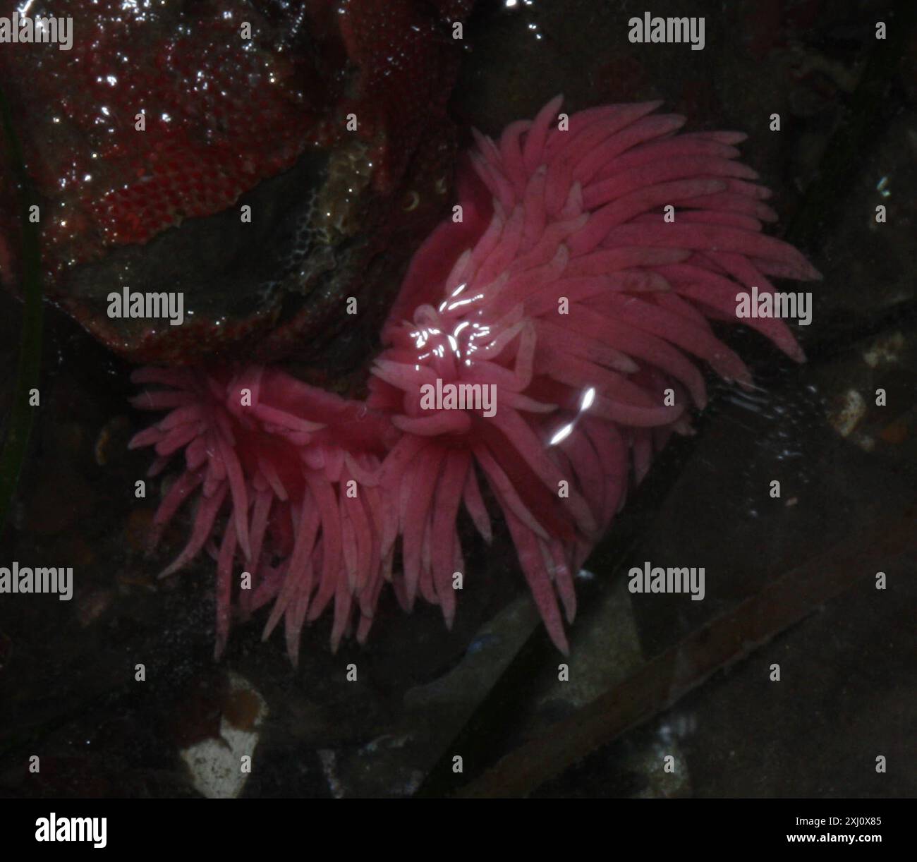 Hopkins' Rose Nudibranch (Ceratodoris rosacea) Mollusca Stock Photo - Alamy