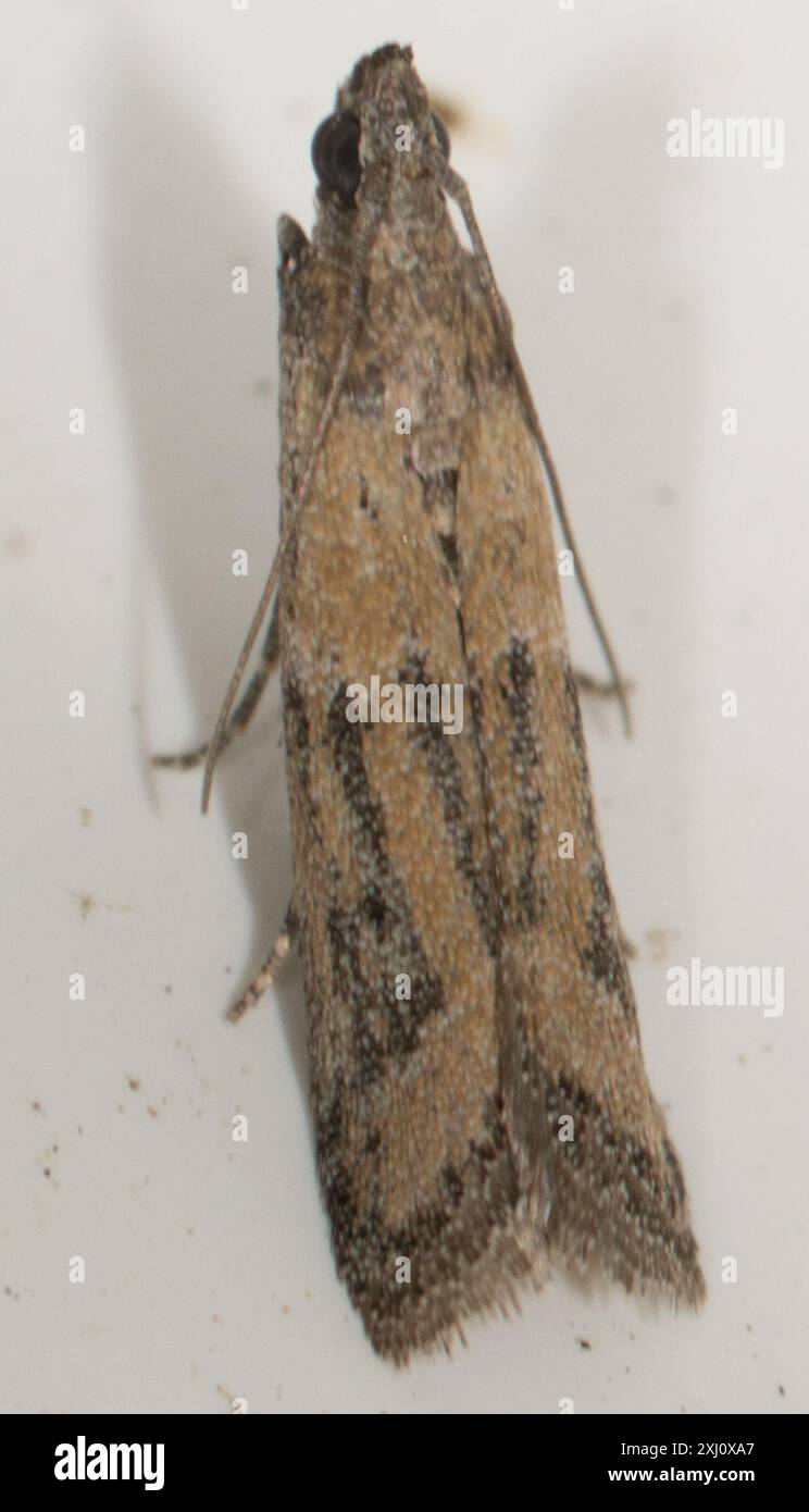 Dusky Raisin Moth (Ephestiodes gilvescentella) Insecta Stock Photo - Alamy