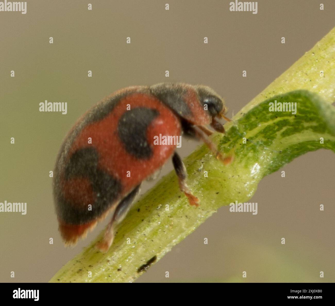 Vedalia Beetle (Novius cardinalis) Insecta Stock Photo - Alamy