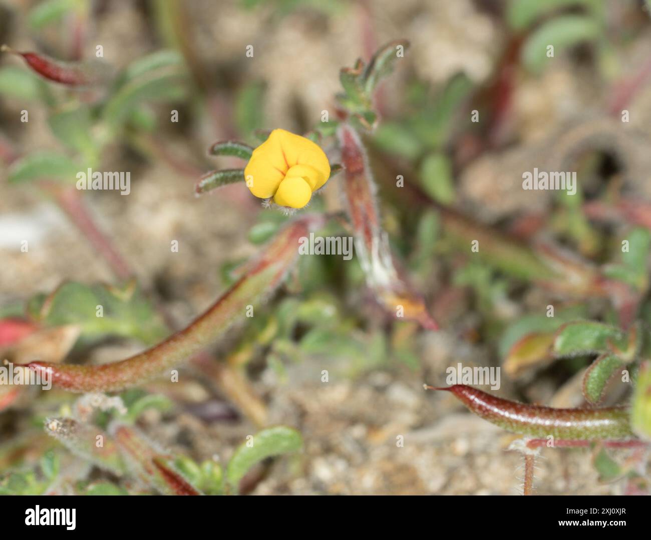 Strigose lotus hi-res stock photography and images - Alamy