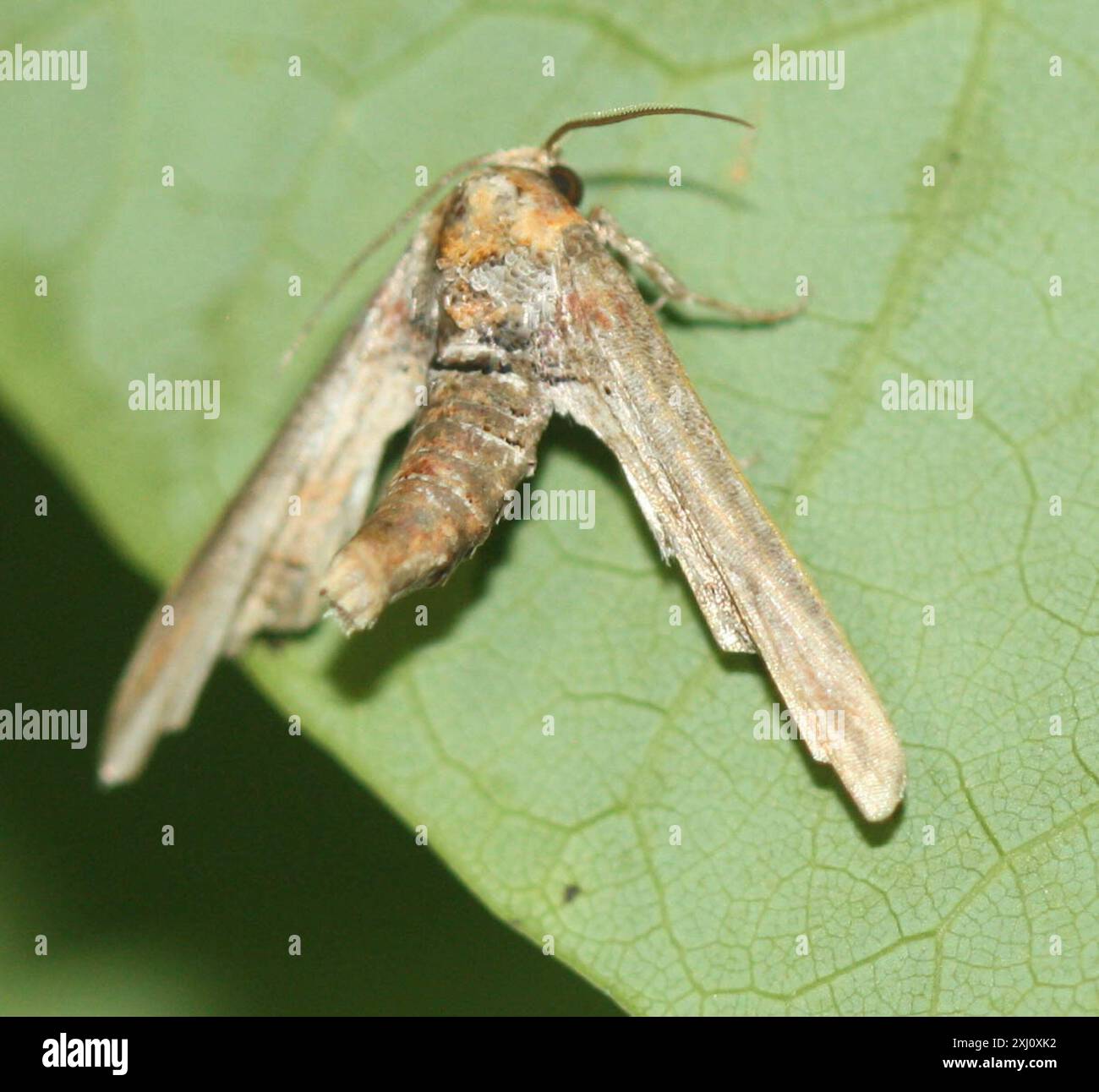 Dark Marathyssa Moth (Marathyssa inficita) Insecta Stock Photo - Alamy