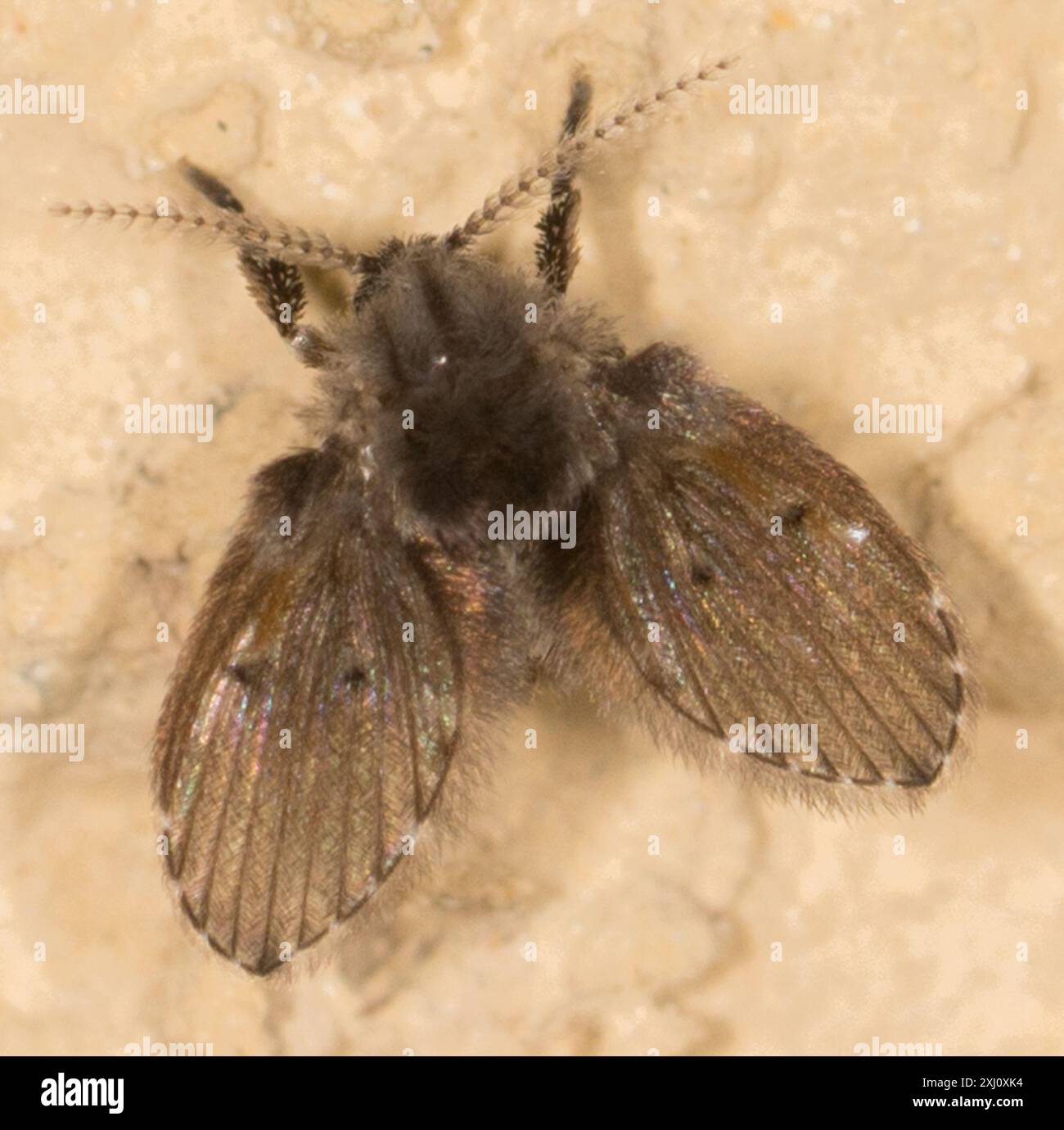 Bathroom Moth Fly (Clogmia albipunctata) Insecta Stock Photo - Alamy
