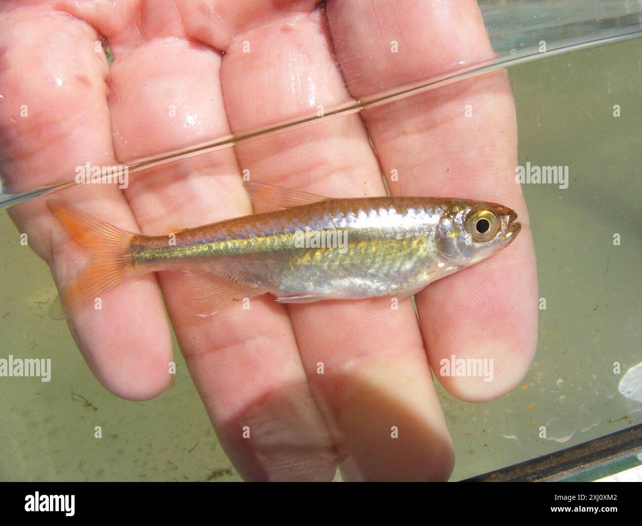 Silver Robber (Micralestes acutidens) Actinopterygii Stock Photo - Alamy