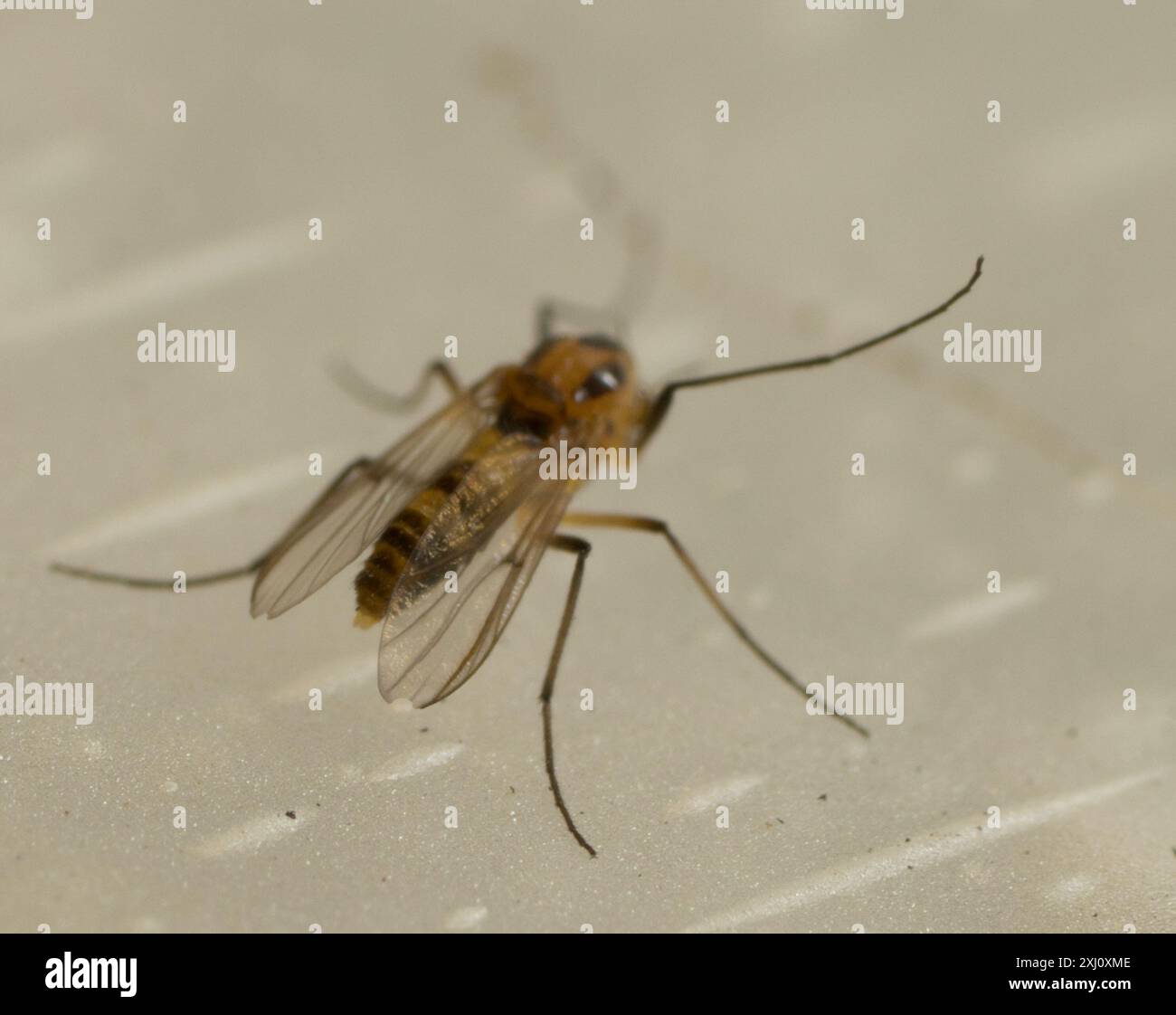 Cricotopus hi-res stock photography and images - Alamy