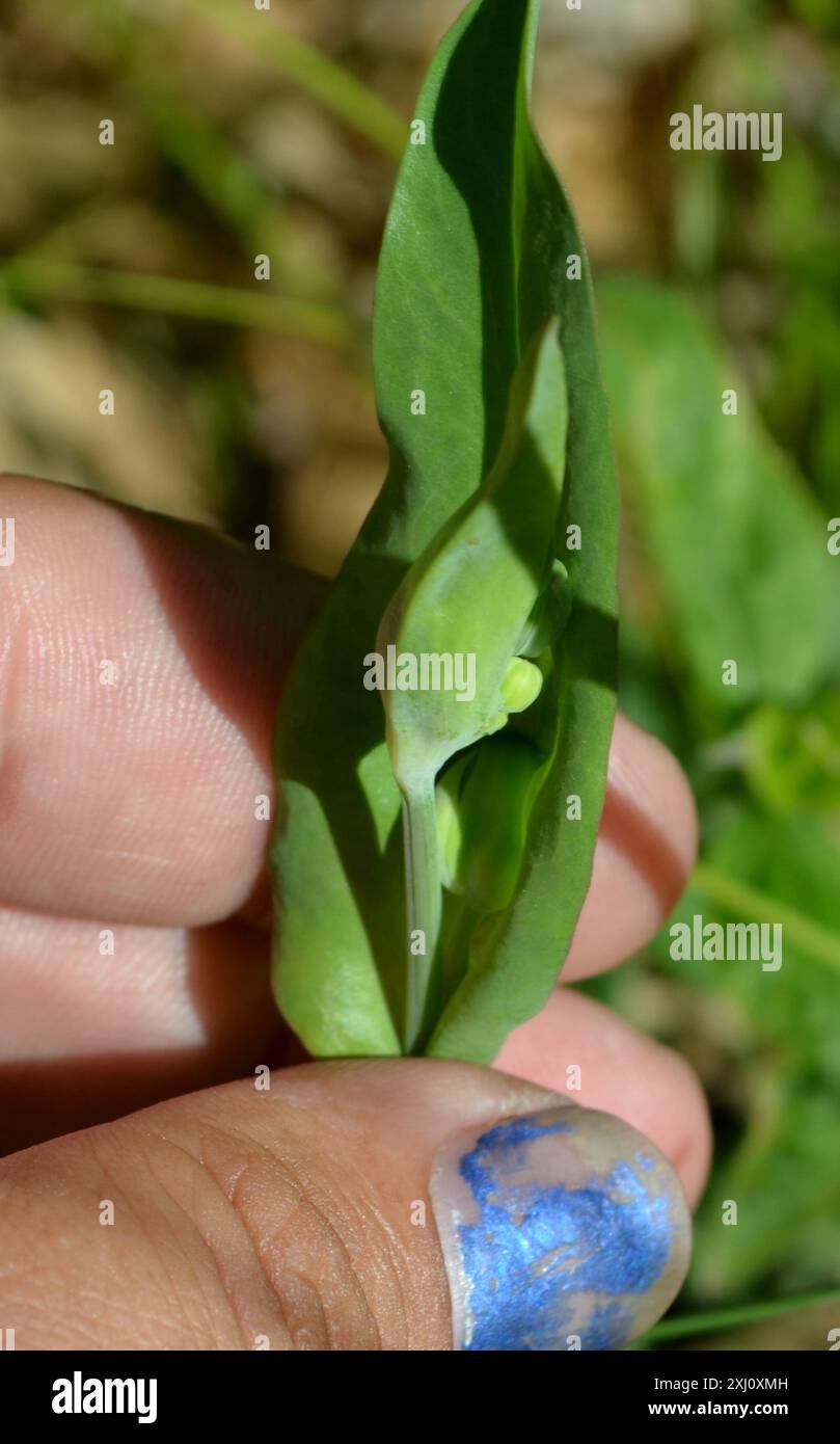 Two-flower Dwarf-dandelion (Krigia biflora) Plantae Stock Photo - Alamy