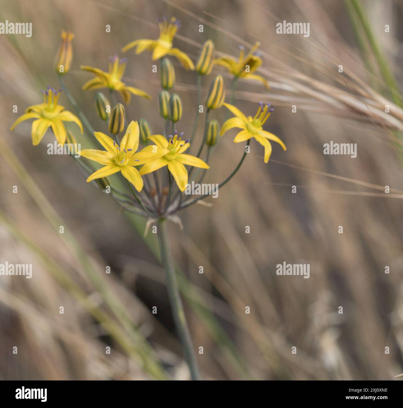 Bloomeria hi-res stock photography and images - Alamy