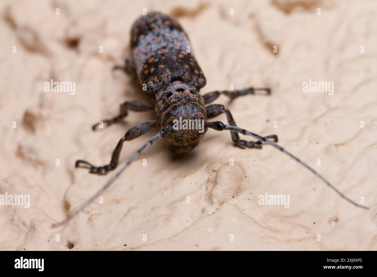Mesquite Girdler (Oncideres rhodosticta) Insecta Stock Photo - Alamy