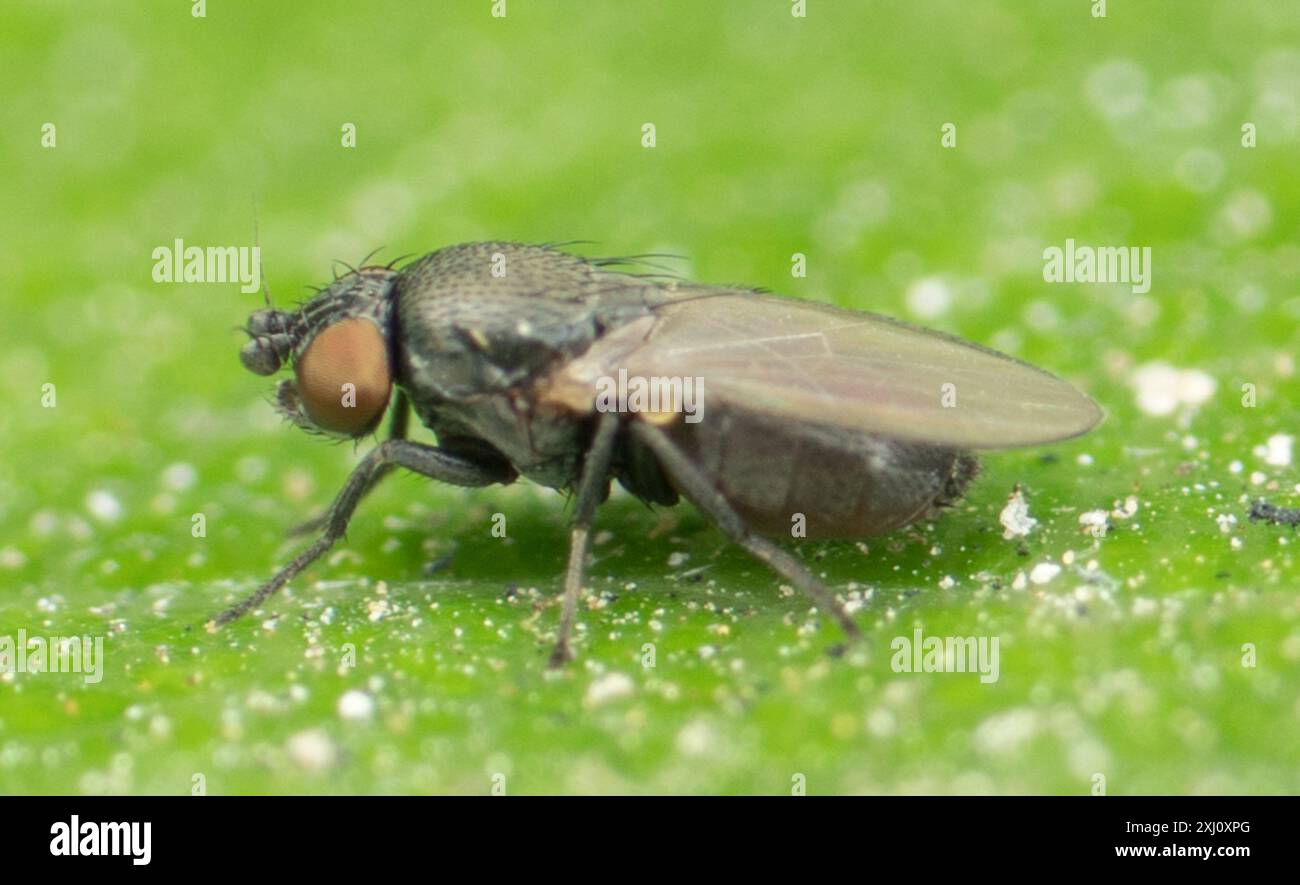 Acalyptrate Flies (Acalyptratae) Insecta Stock Photo - Alamy