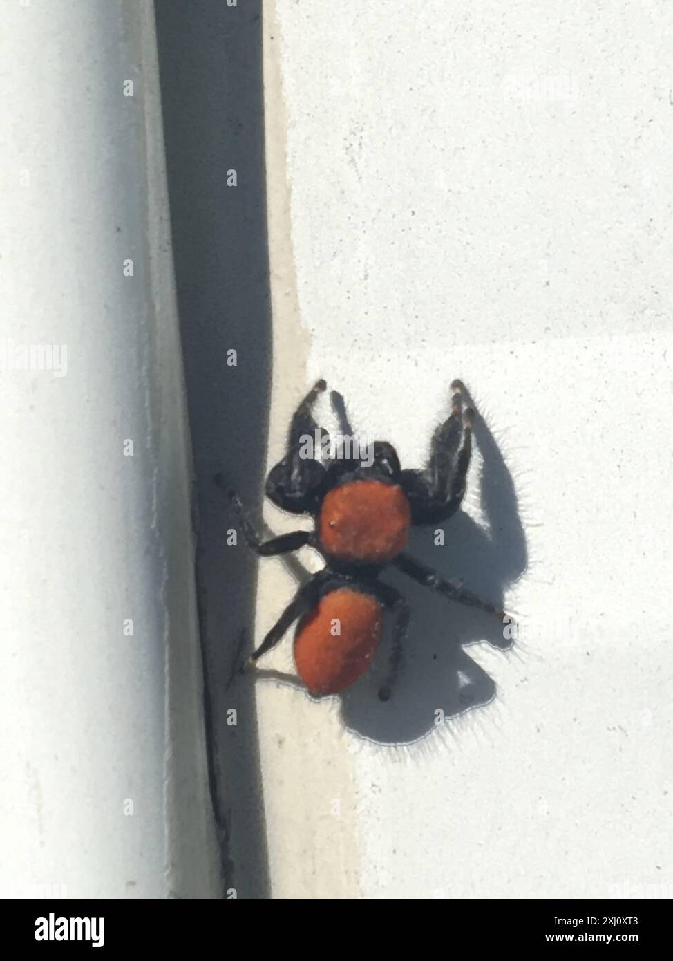 Cardinal Jumping Spider (Phidippus cardinalis) Arachnida Stock Photo ...