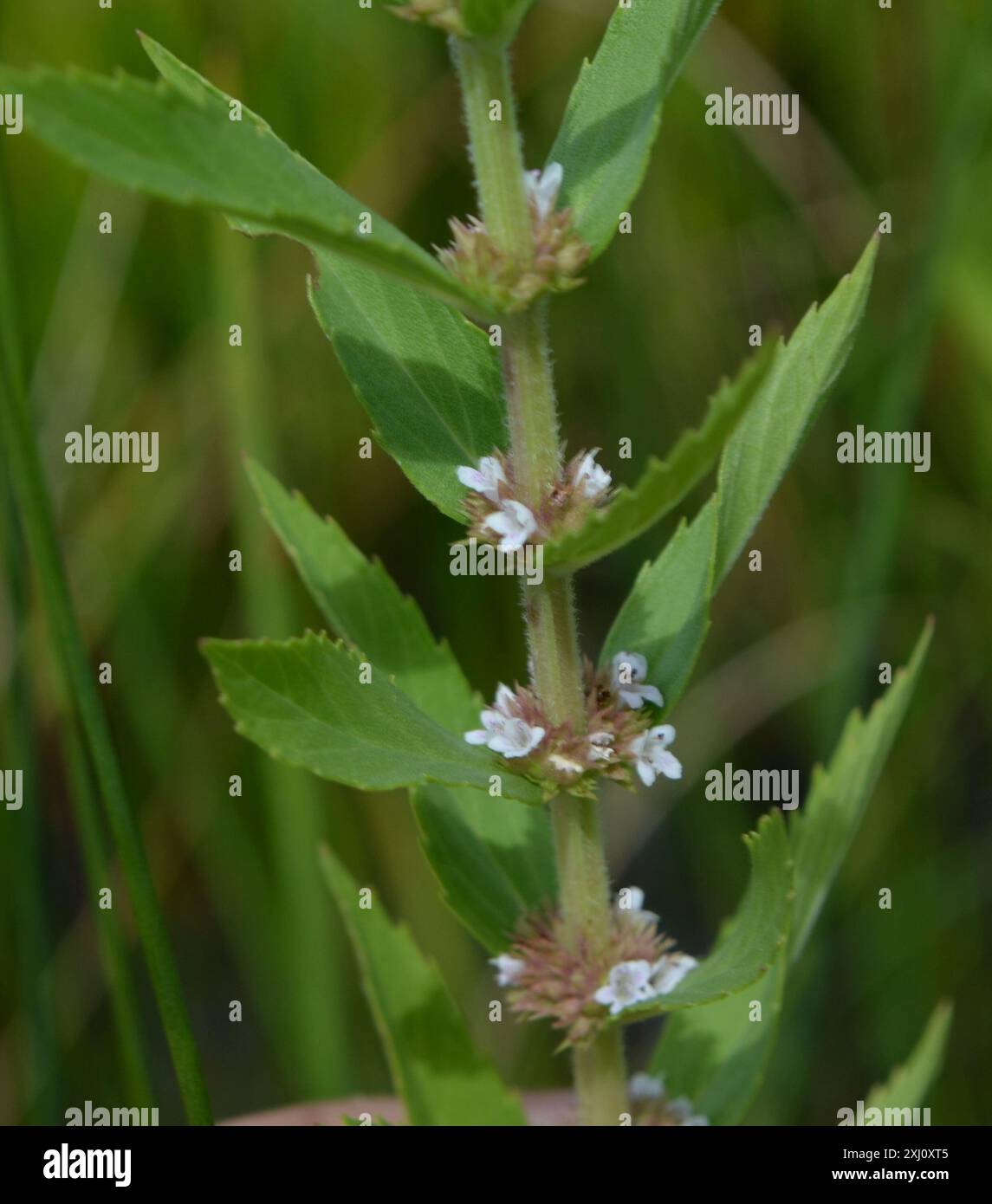 Rough Bugleweed (Lycopus asper) Plantae Stock Photo - Alamy
