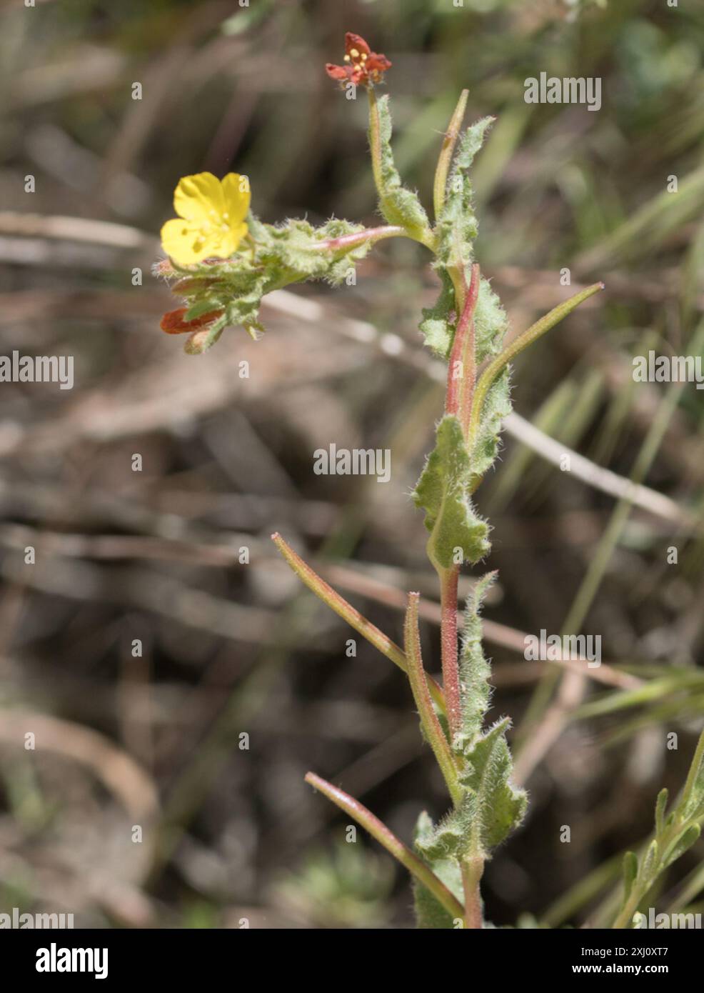 evening primrose family (Onagraceae) Plantae Stock Photo - Alamy