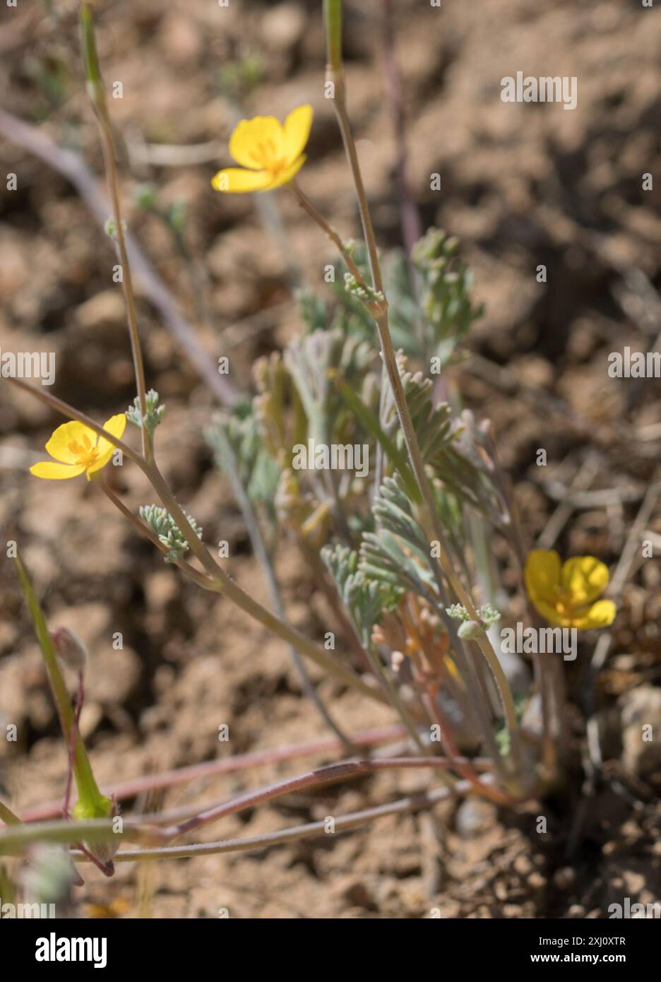 Little Gold Poppy (Eschscholzia minutiflora) Plantae Stock Photo - Alamy