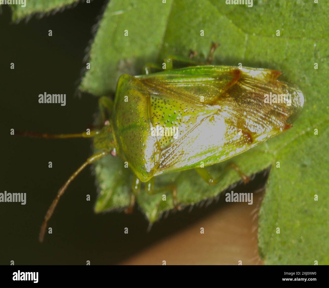 Red cross shield bug hi-res stock photography and images - Alamy