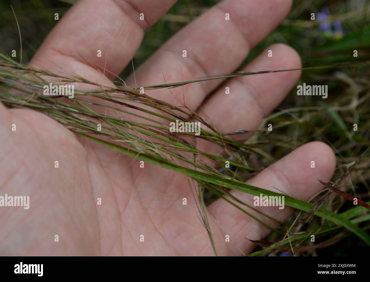 Arrowfeather Threeawn (Aristida purpurascens) Plantae Stock Photo - Alamy