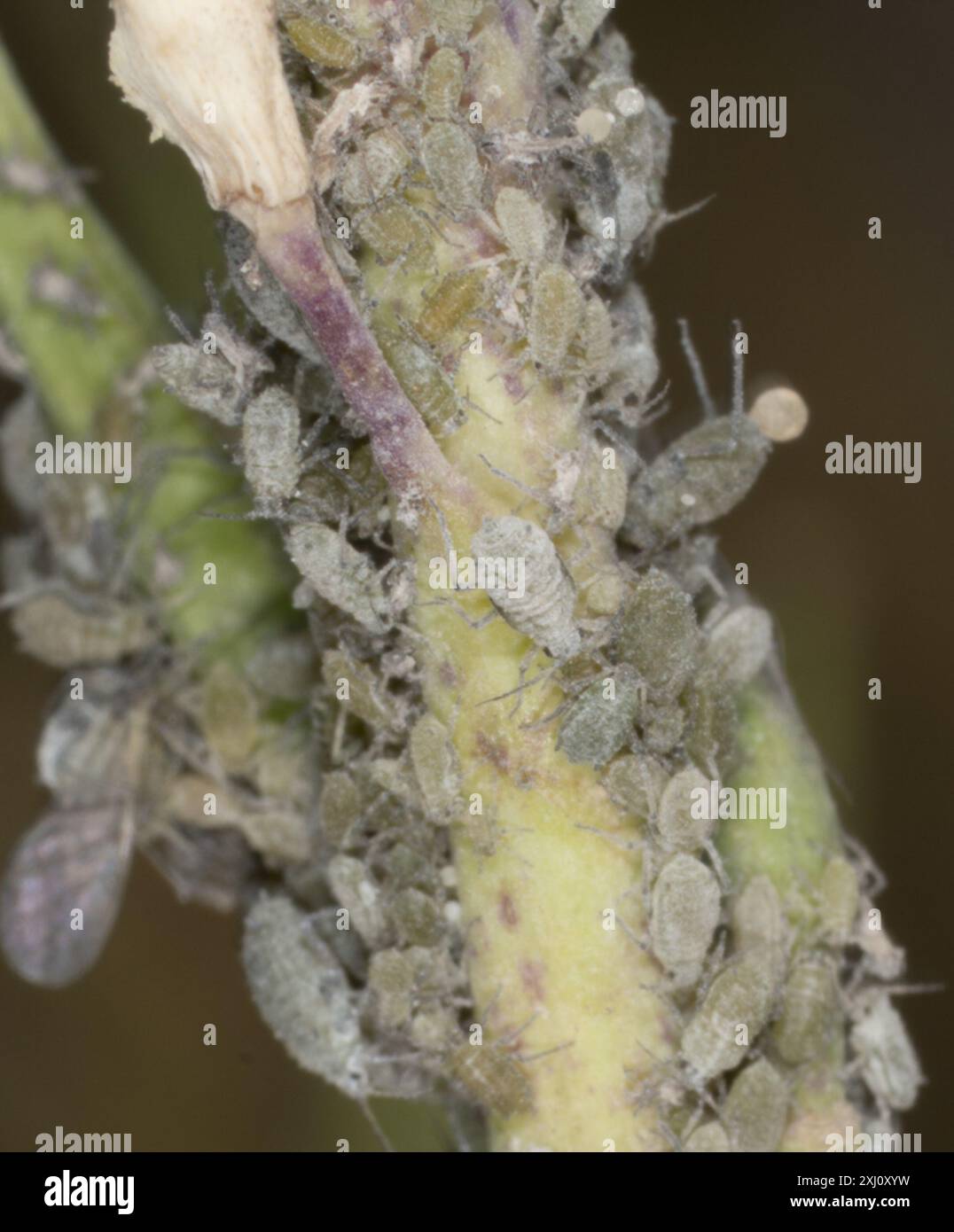 Cabbage Aphid (Brevicoryne brassicae) Insecta Stock Photo - Alamy