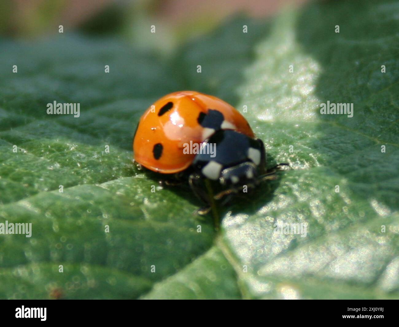 Seven-spotted Lady Beetle (Coccinella septempunctata) Insecta Stock ...