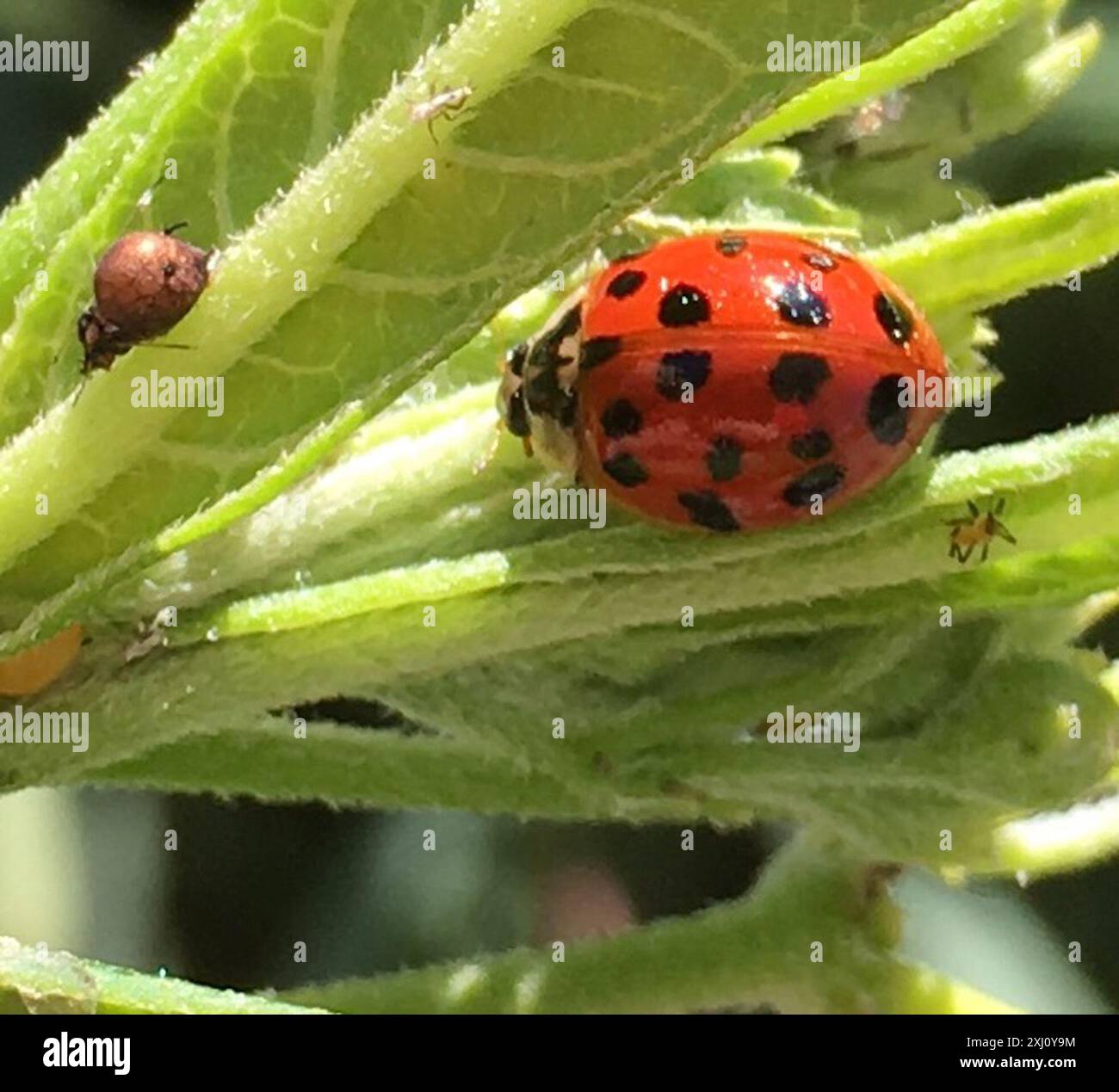 Asian Lady Beetle (Harmonia axyridis) Insecta Stock Photo - Alamy