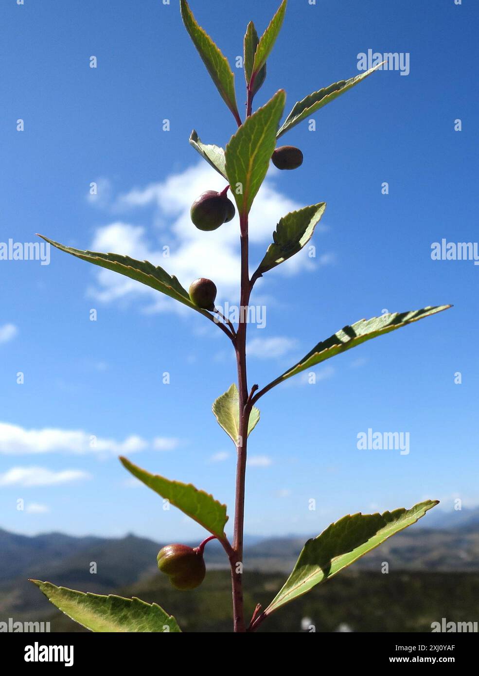 Silkybark (Maytenus acuminata acuminata) Plantae Stock Photo - Alamy