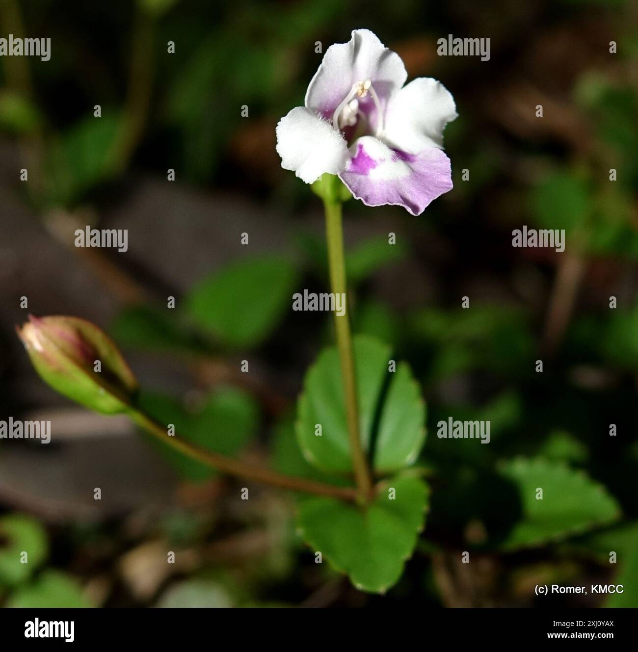 Linderniaceae family hi-res stock photography and images - Alamy