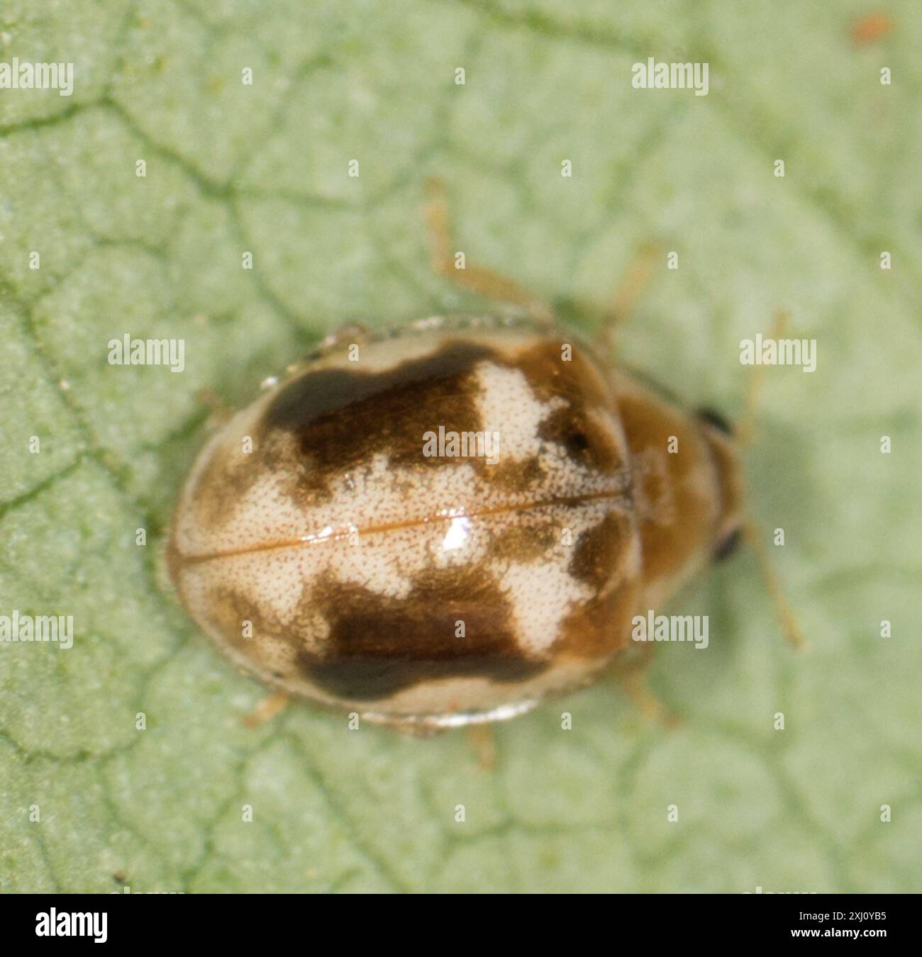 Kidney-spotted Fairy Lady Beetle (Psyllobora renifer) Insecta Stock ...
