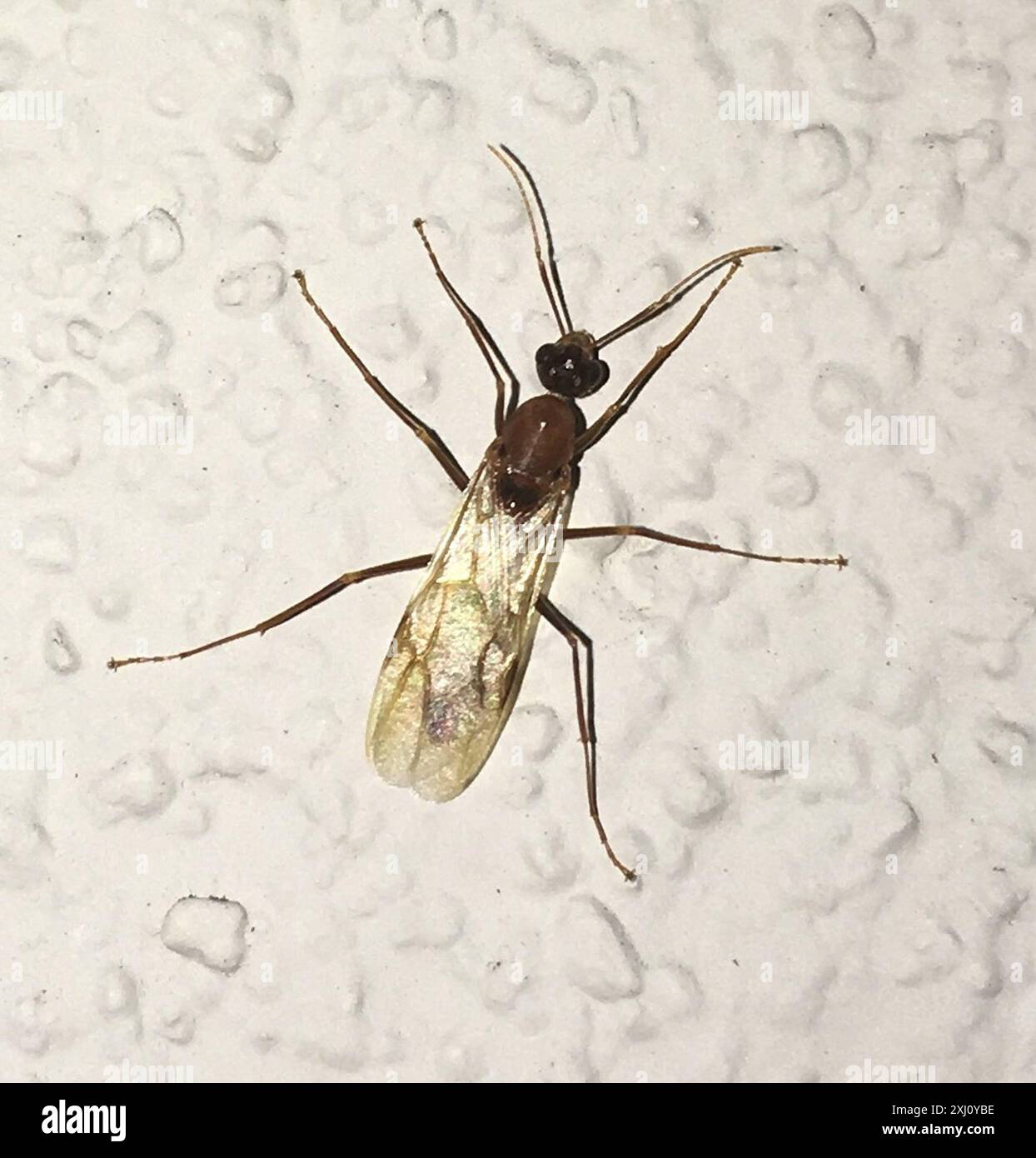 Hawaiian Carpenter Ant (Camponotus variegatus) Insecta Stock Photo - Alamy