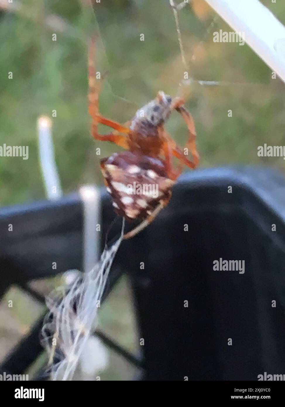 Arrowhead Orbweaver (Verrucosa arenata) Arachnida Stock Photo - Alamy