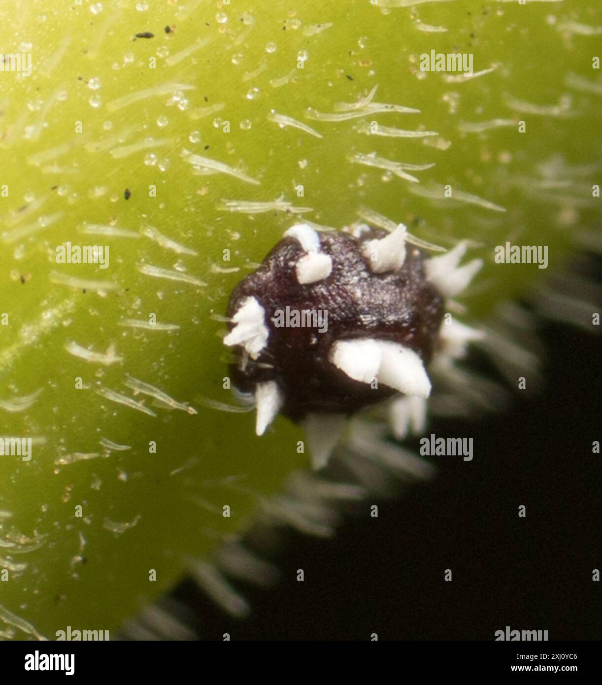 Barnacle Scale (Ceroplastes cirripediformis) Insecta Stock Photo - Alamy