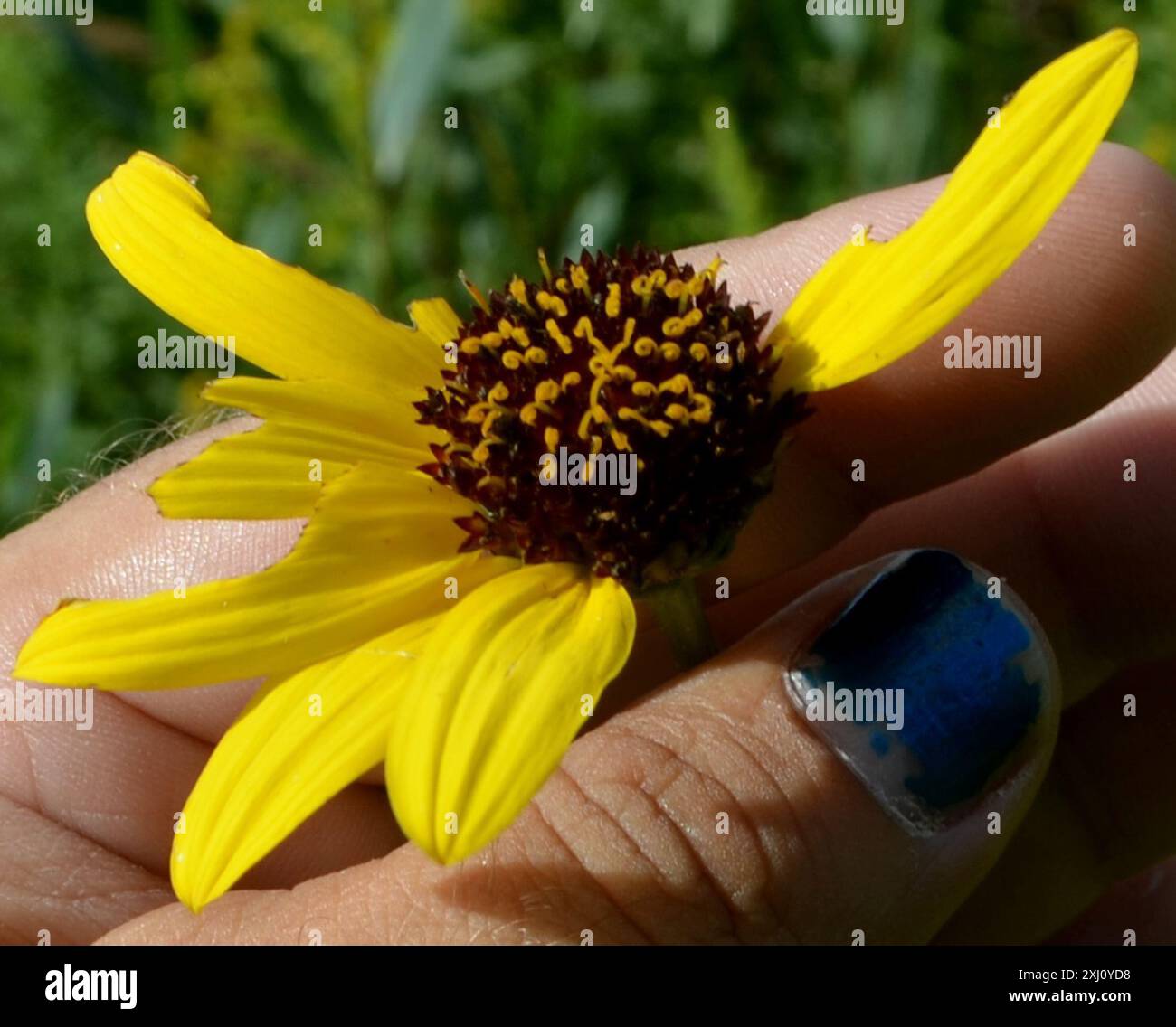 Stiff Sunflower (Helianthus pauciflorus) Plantae Stock Photo - Alamy