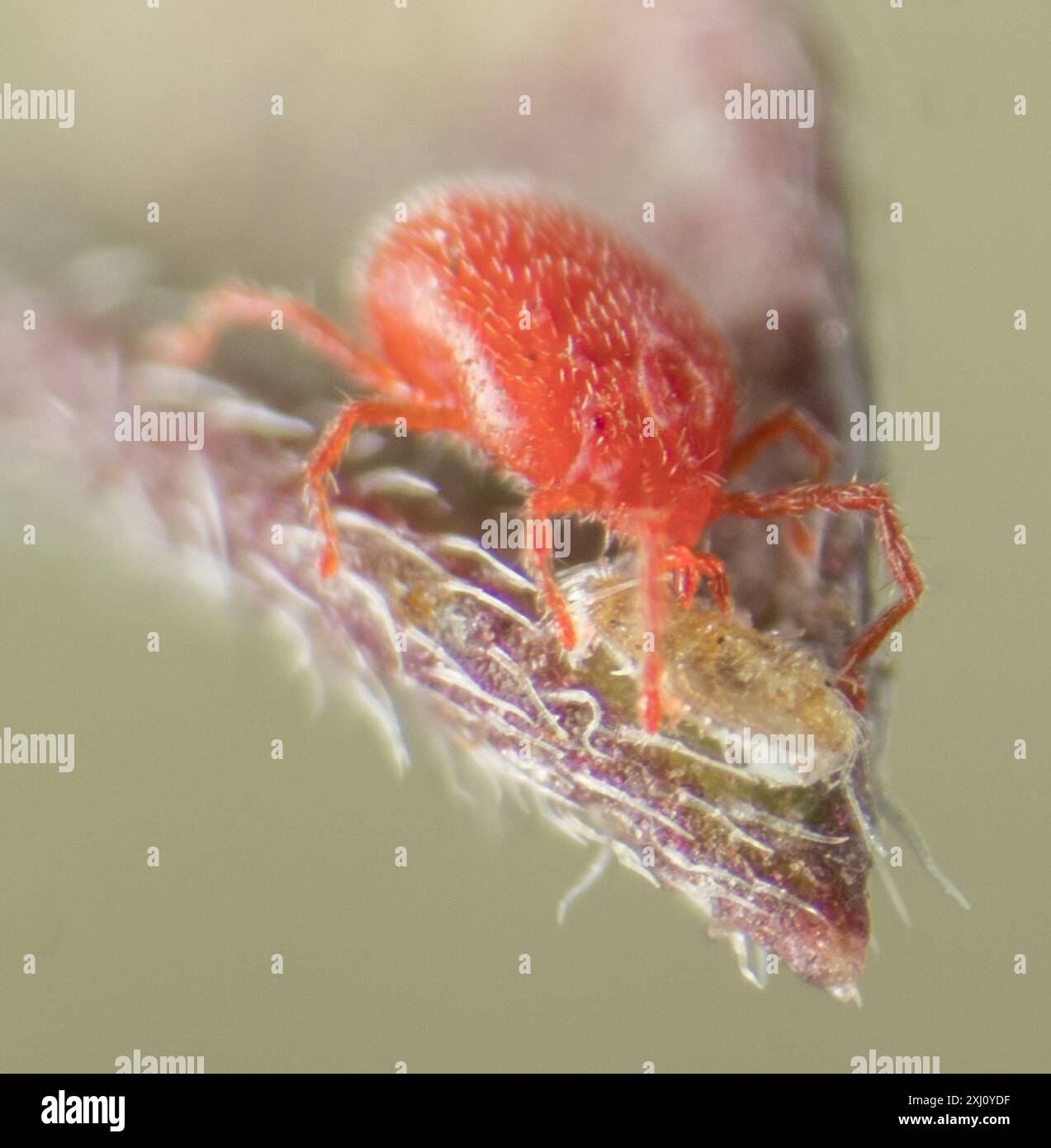 Sidewalk Mites (Balaustium) Arachnida Stock Photo - Alamy