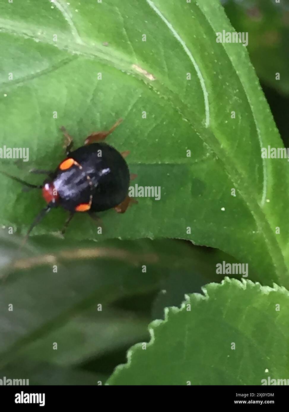 Hemithyrsocera palliata hi-res stock photography and images - Alamy
