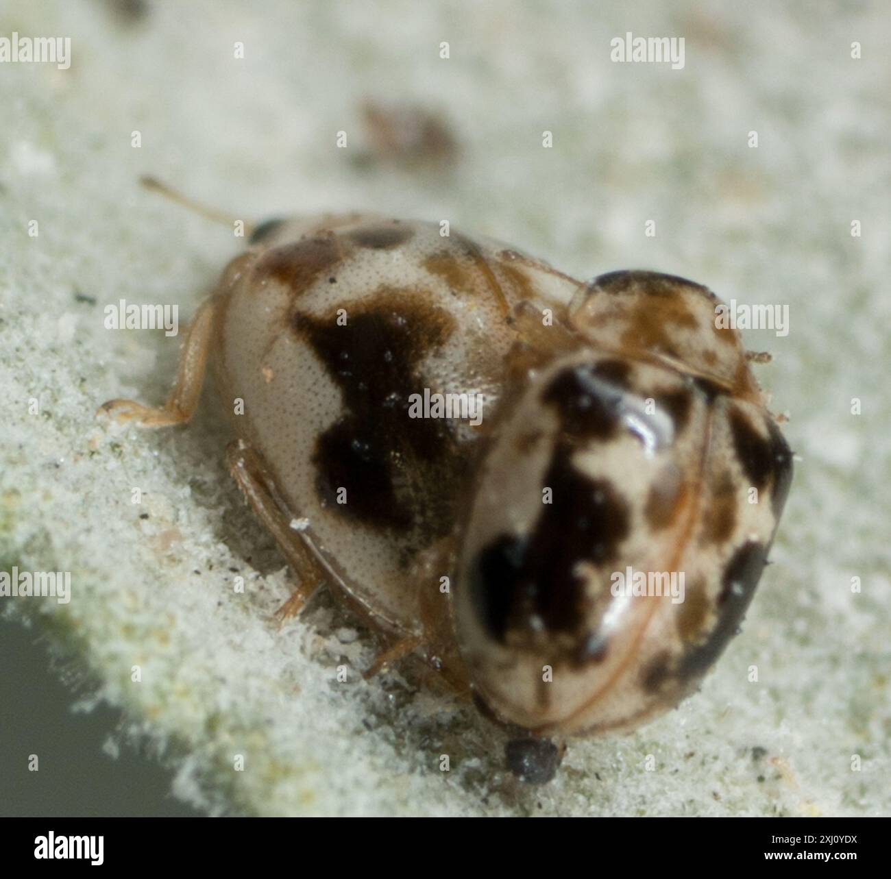 Kidney-spotted Fairy Lady Beetle (Psyllobora renifer) Insecta Stock ...