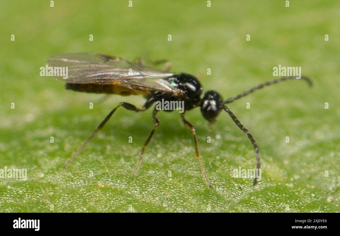 Aphid Mummy Wasps (Aphidiinae) Insecta Stock Photo - Alamy