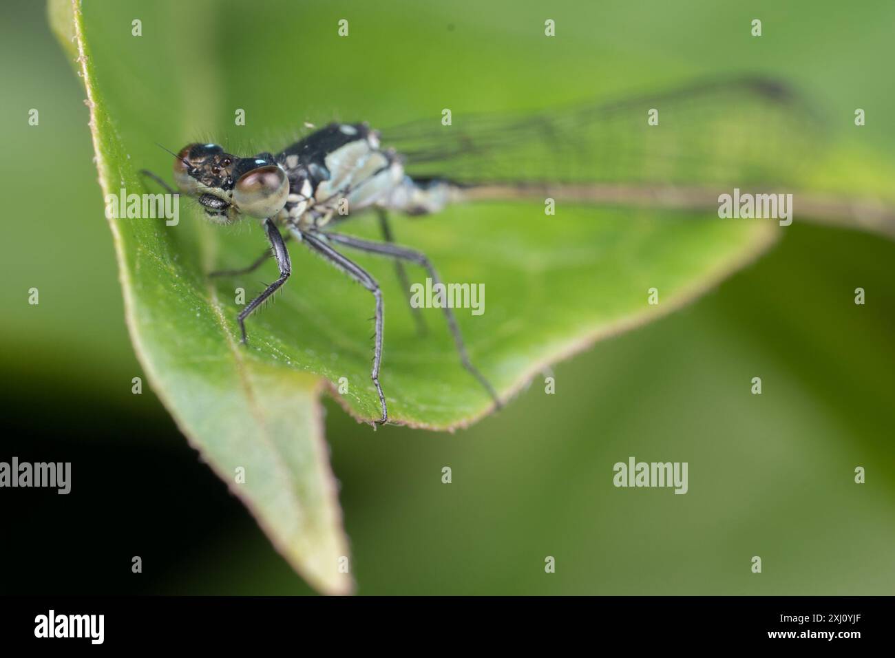 Pacific Forktail (Ischnura cervula) Insecta Stock Photo - Alamy