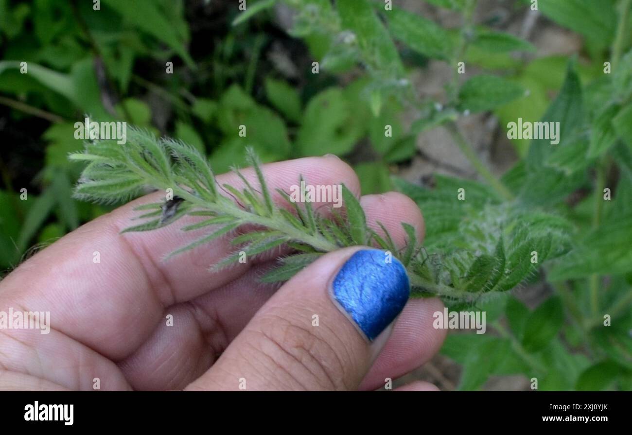false gromwell (Lithospermum parviflorum) Plantae Stock Photo - Alamy