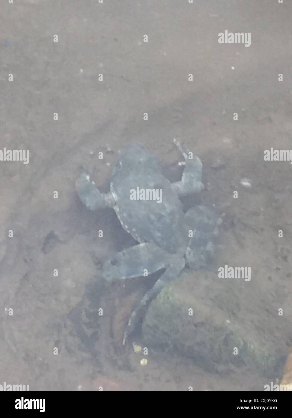 Foothill Yellow-legged Frog (Rana boylii) Amphibia Stock Photo - Alamy