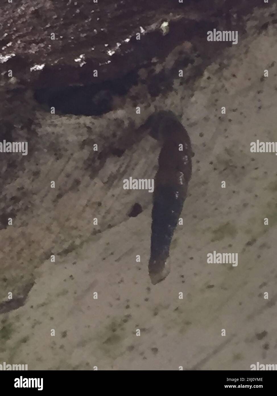 (Phaedusa bocki) Mollusca Stock Photo - Alamy