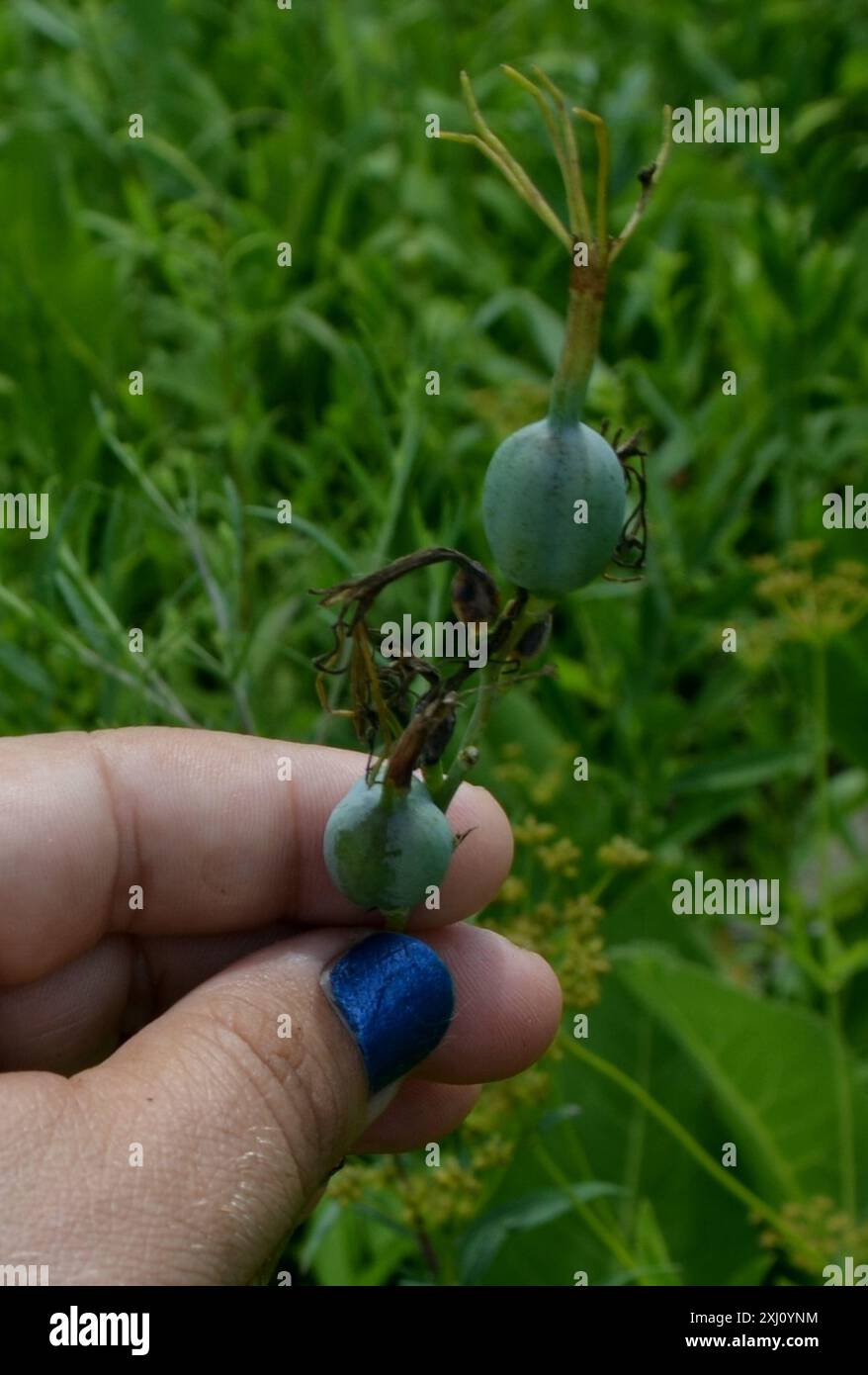 Eastern False Aloe (Manfreda virginica) Plantae Stock Photo - Alamy