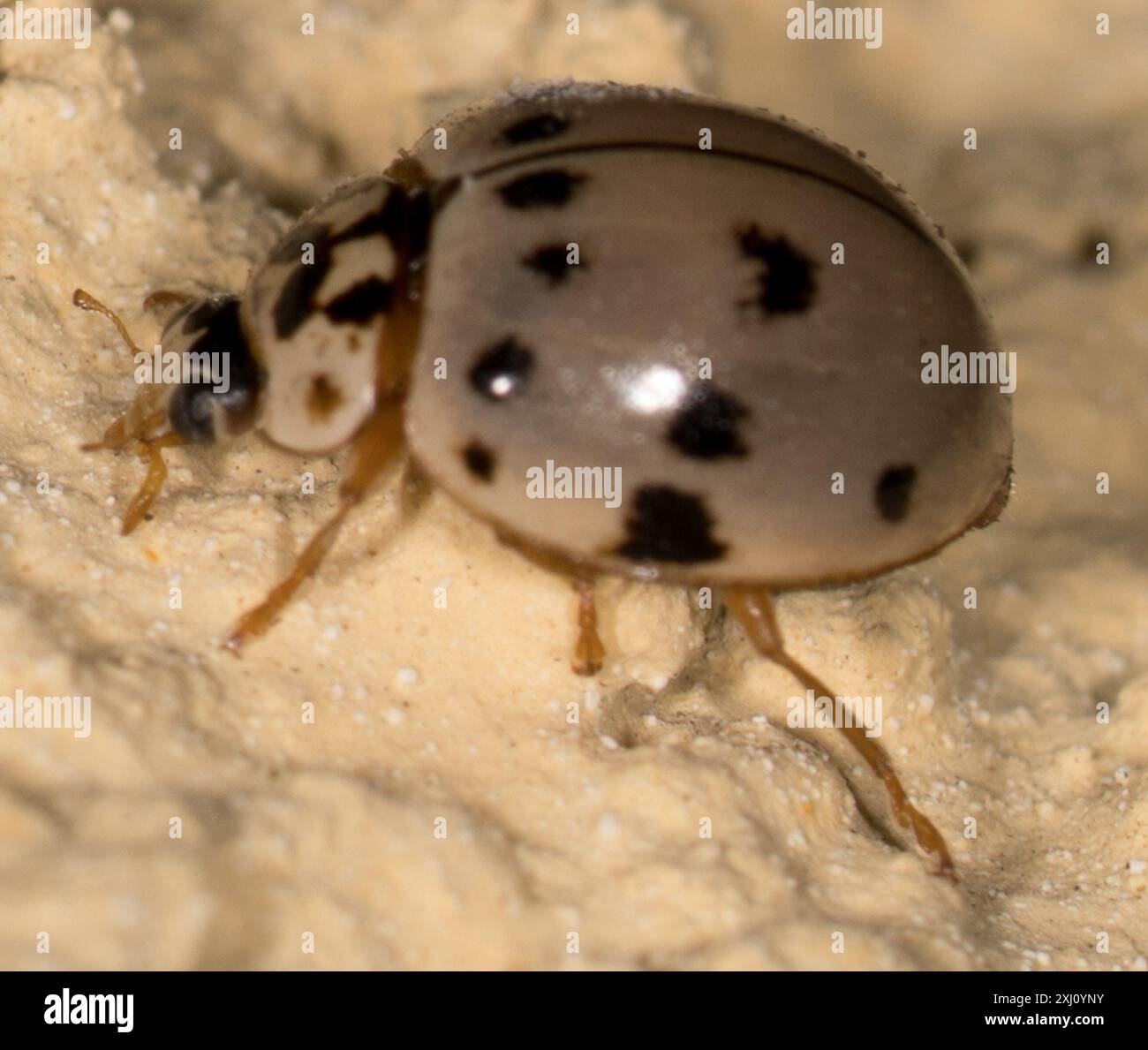 Ashy gray lady beetle hi-res stock photography and images - Alamy