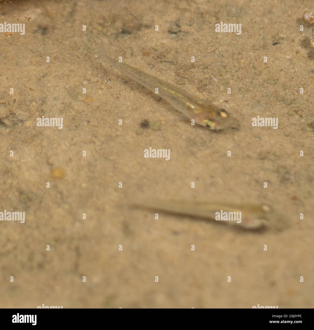 Western Mosquitofish (Gambusia affinis) Actinopterygii Stock Photo - Alamy