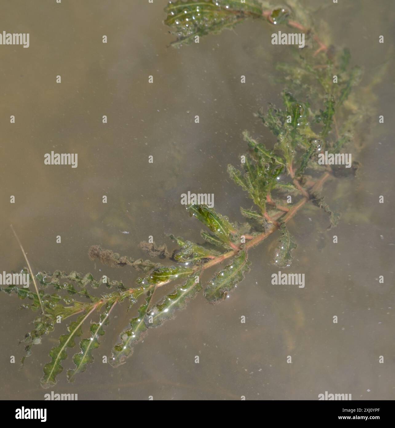 Curly-leaf Pondweed (Potamogeton crispus) Plantae Stock Photo - Alamy