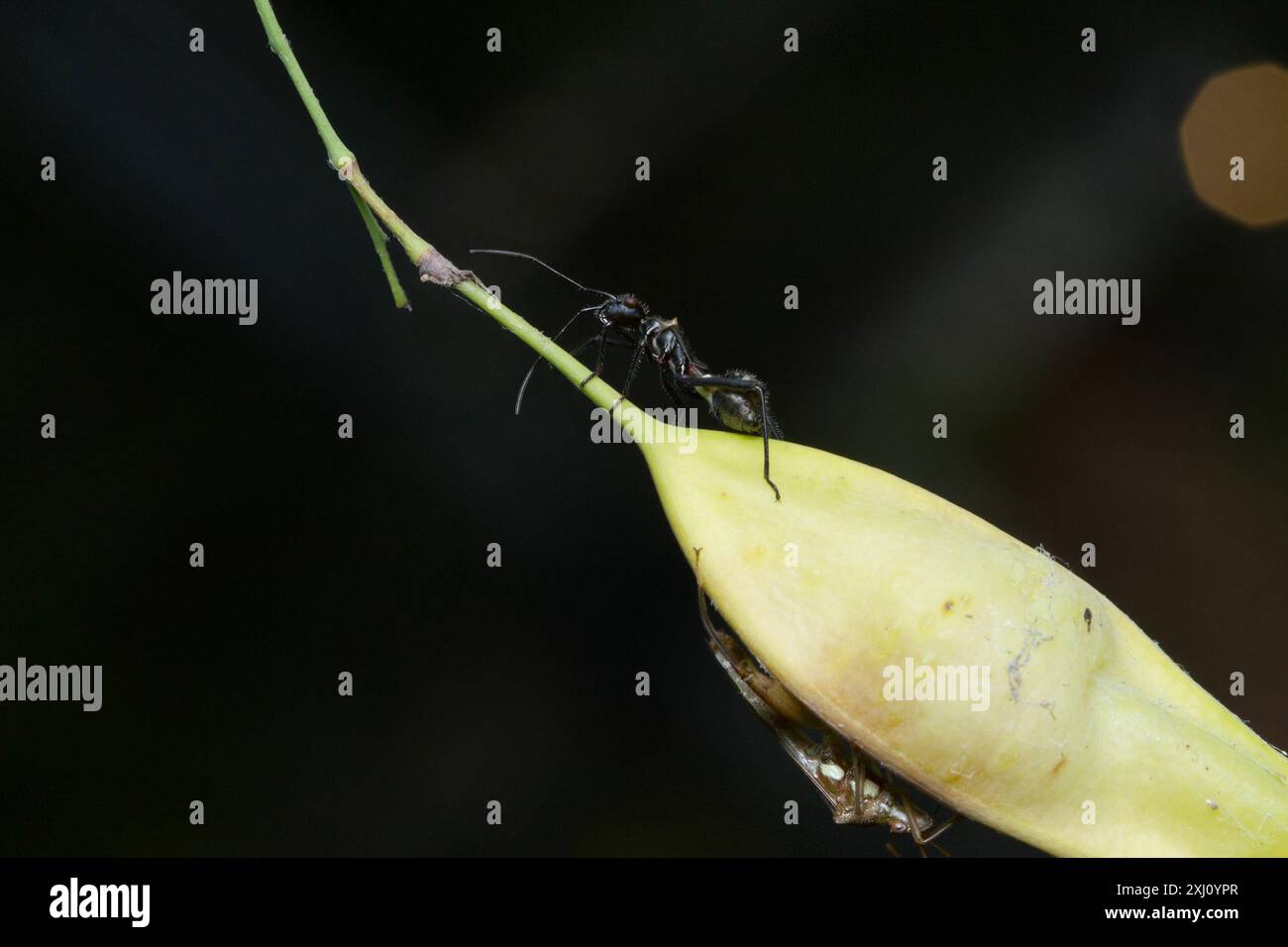 Texas Bow-legged Bug (Hyalymenus tarsatus) Insecta Stock Photo - Alamy