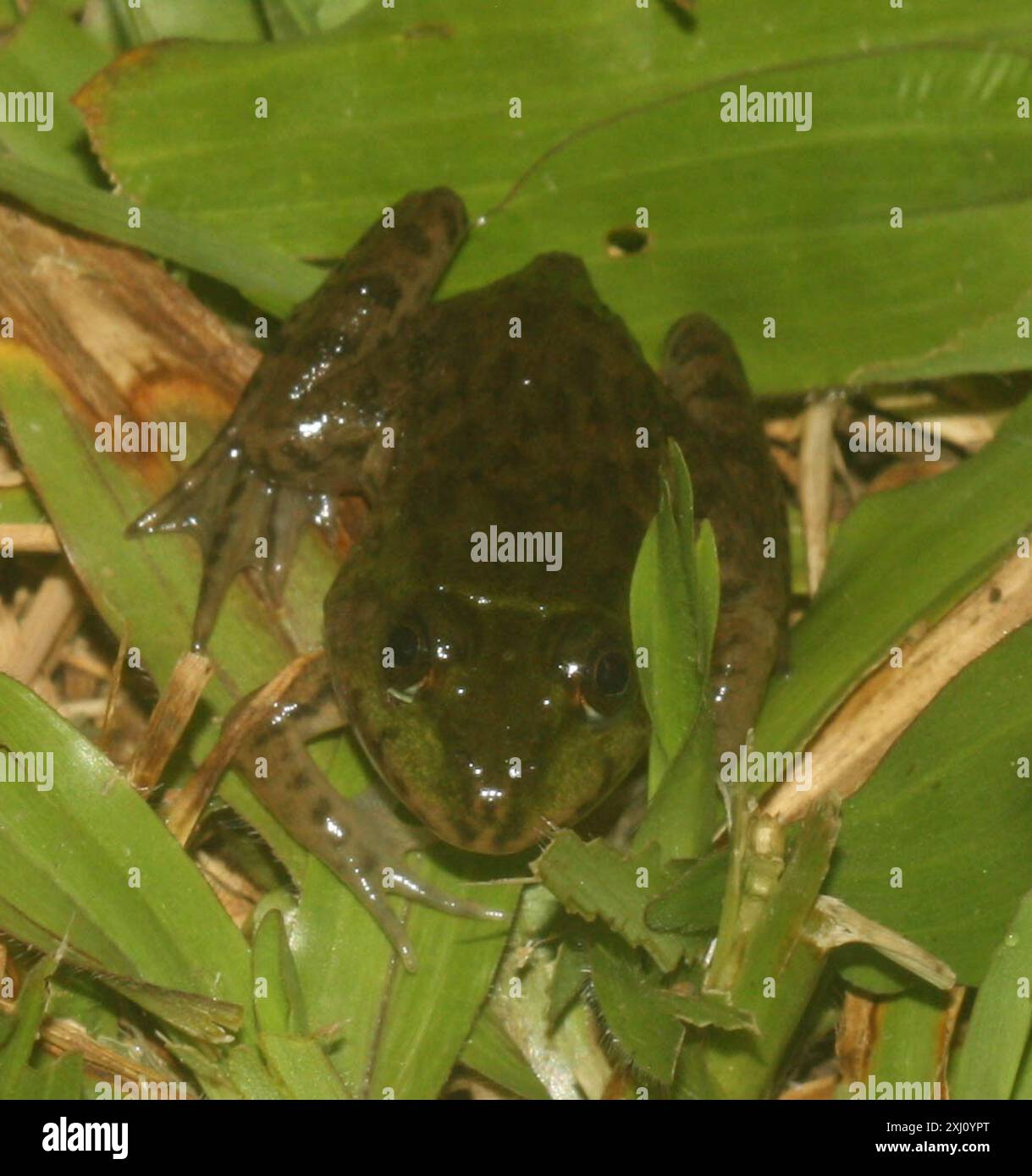 East Asian Bullfrog (Hoplobatrachus chinensis) Amphibia Stock Photo - Alamy