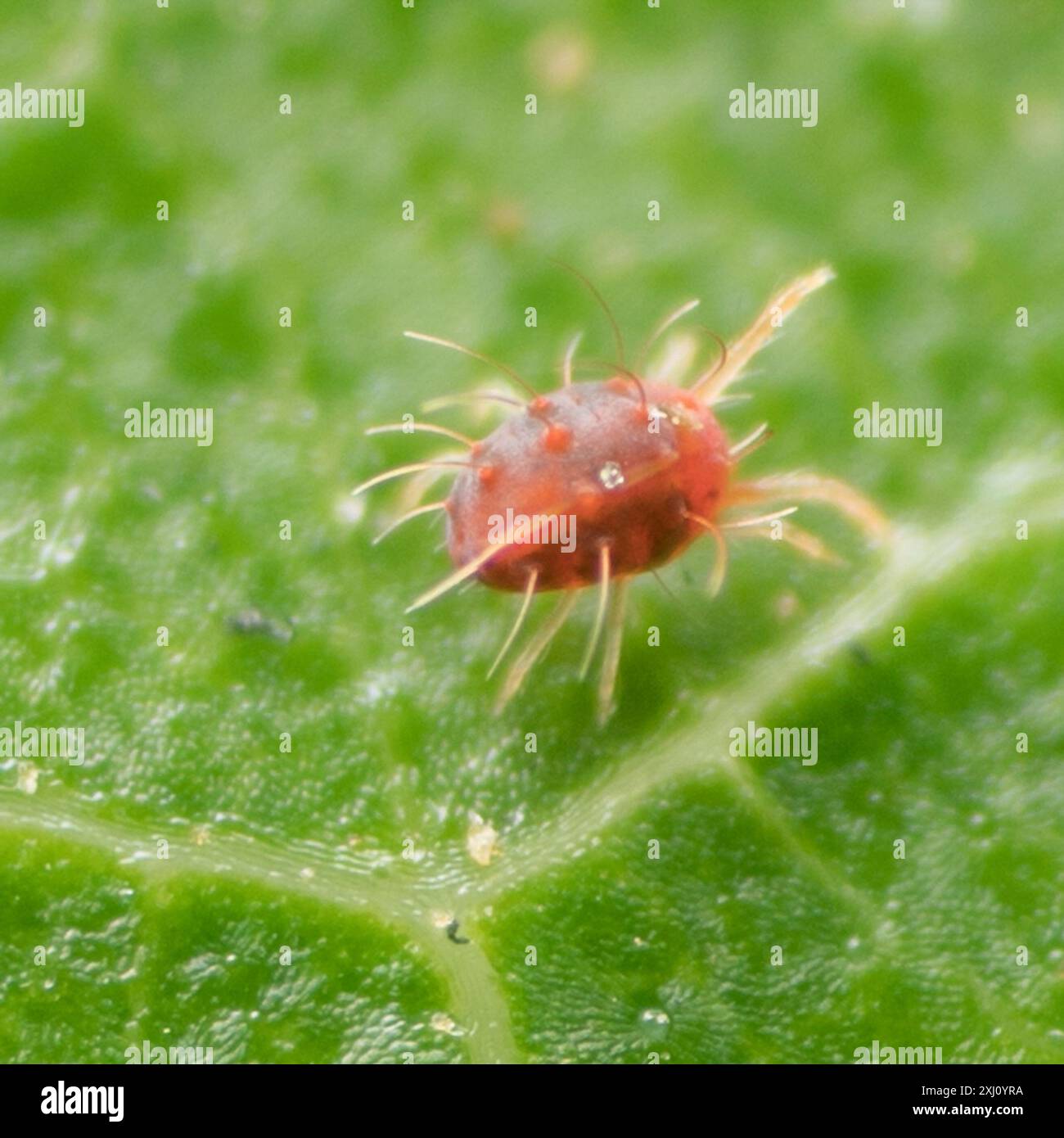 Mites and Ticks (Acari) Arachnida Stock Photo - Alamy