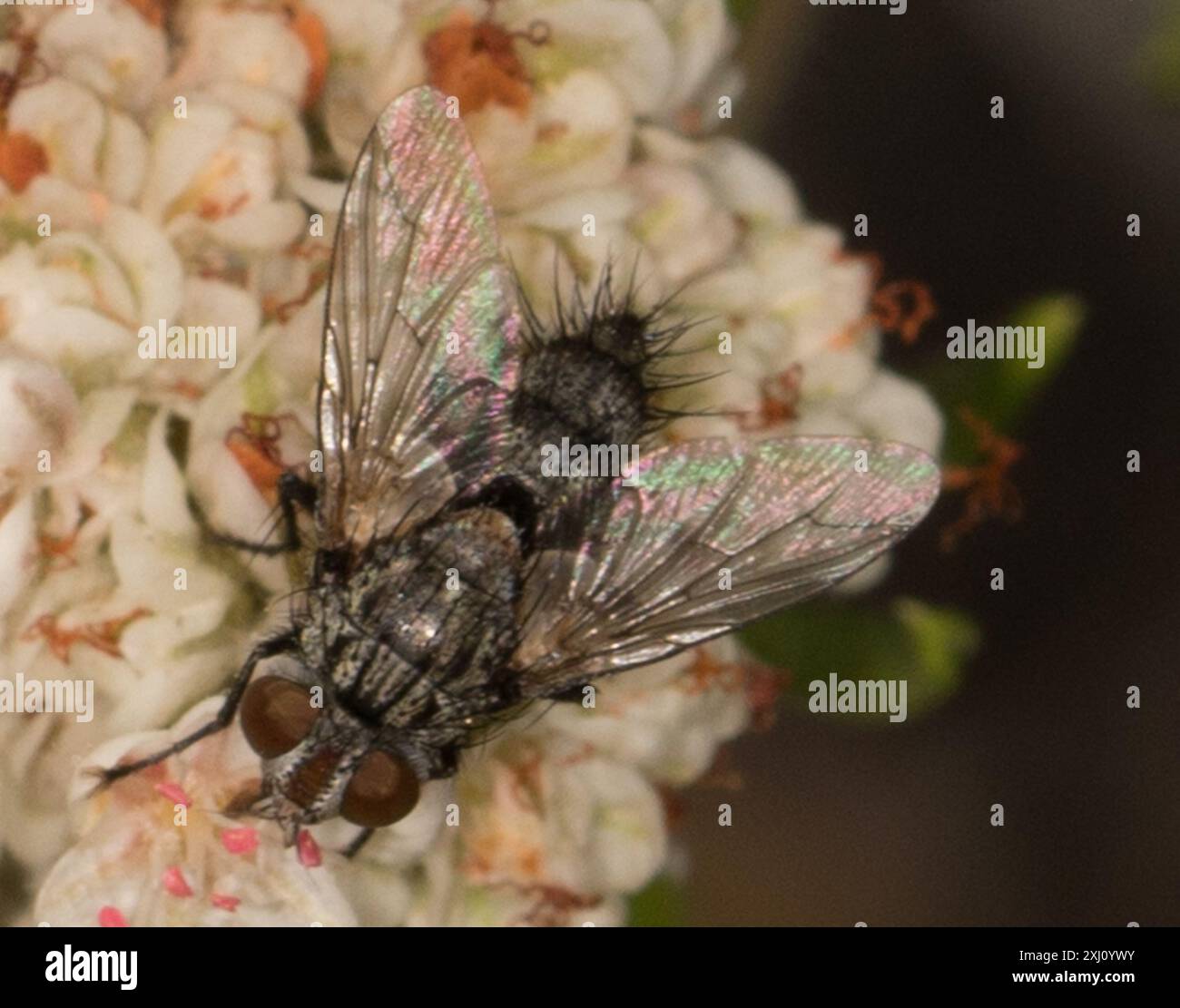 Bristle Flies (Tachinidae) Insecta Stock Photo - Alamy